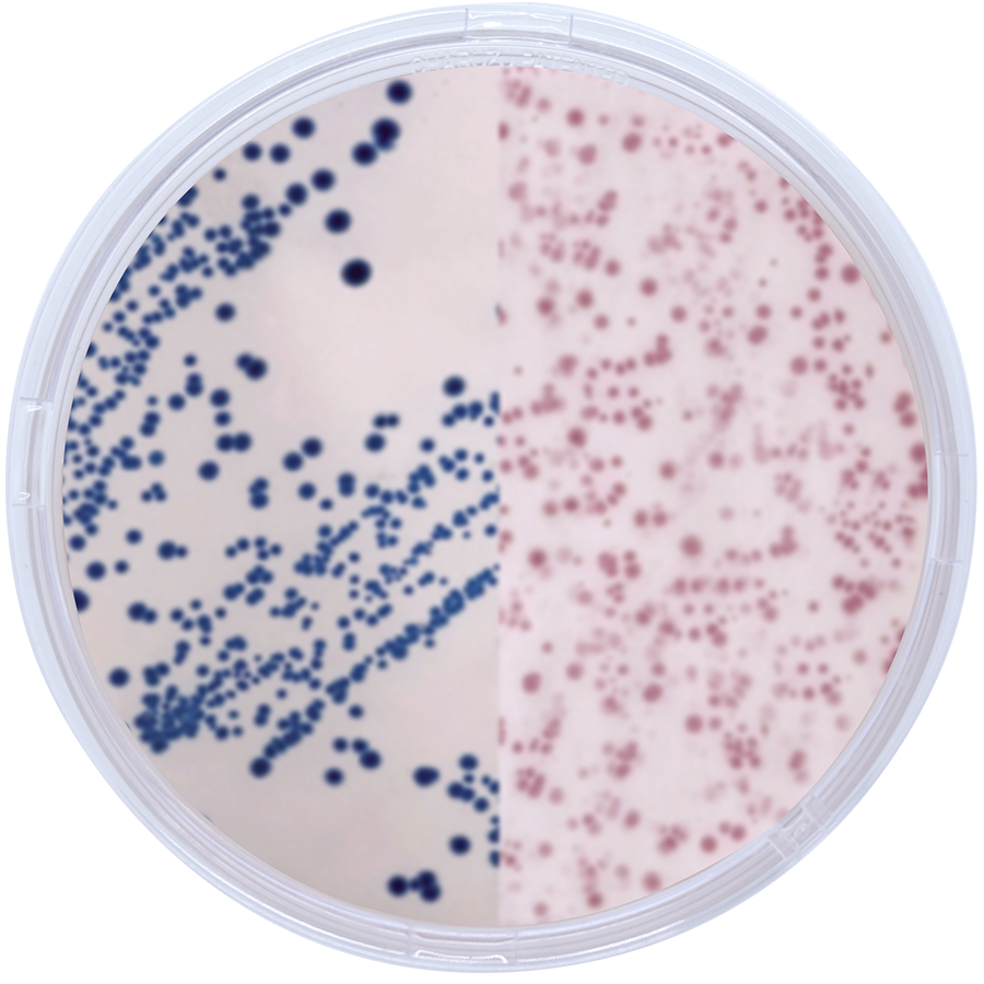 E.COLI COLIFORM CHROMOGENIC AGAR | Agarindo Biological Company