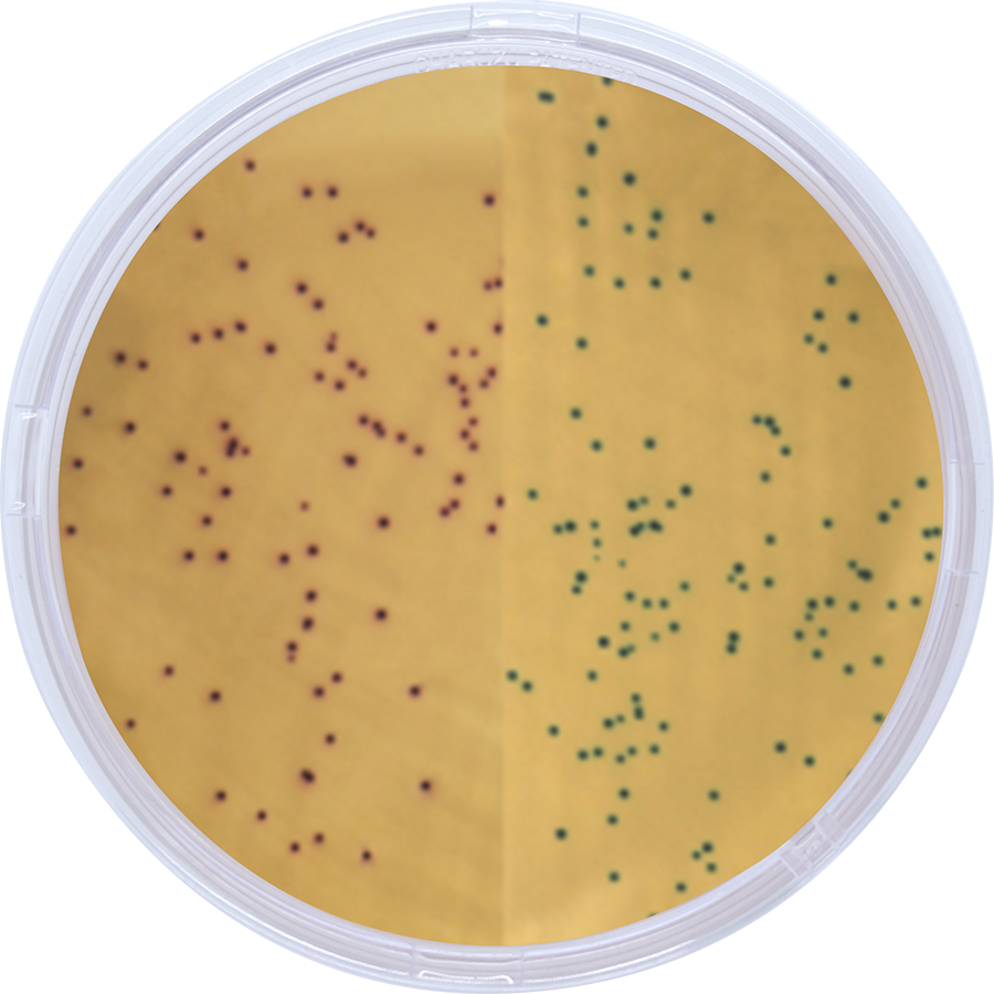 MRSA CHROMOGENIC | Agarindo Biological Company