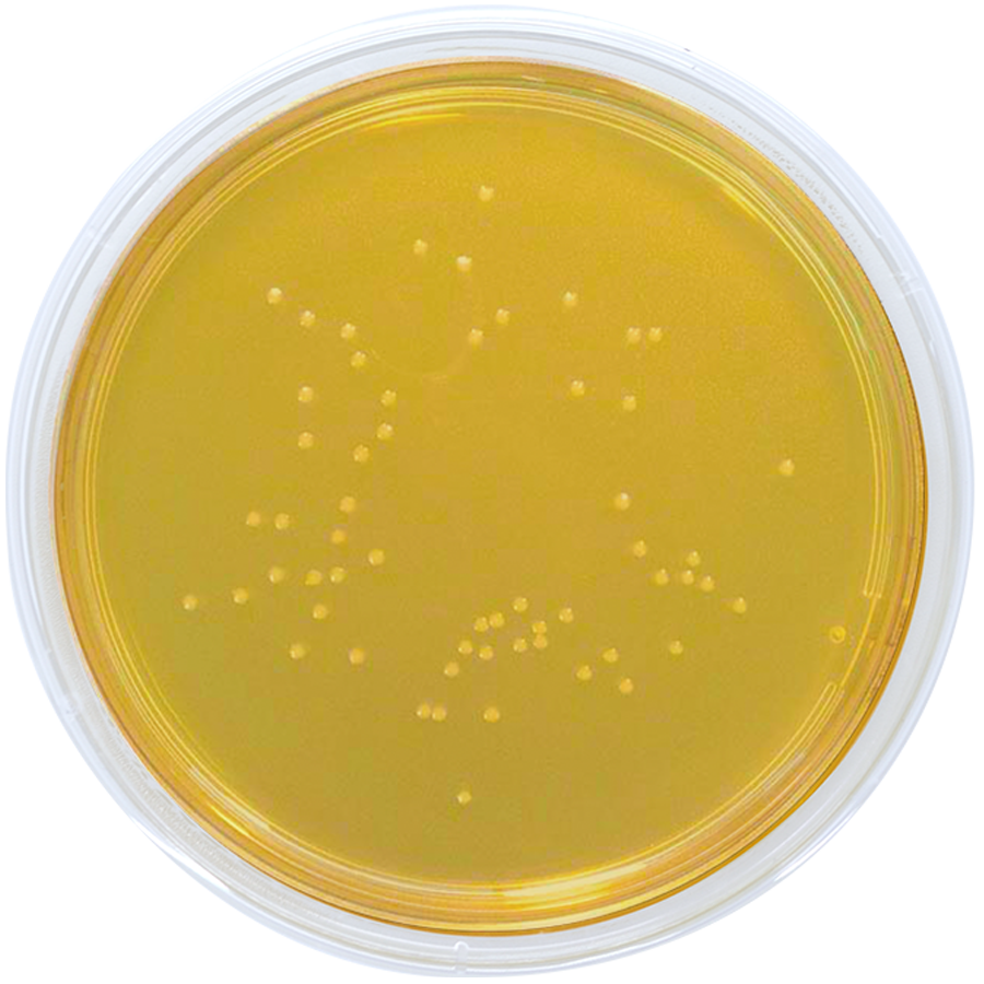 TRYPTICASEIN SOY AGAR | Agarindo Biological Company