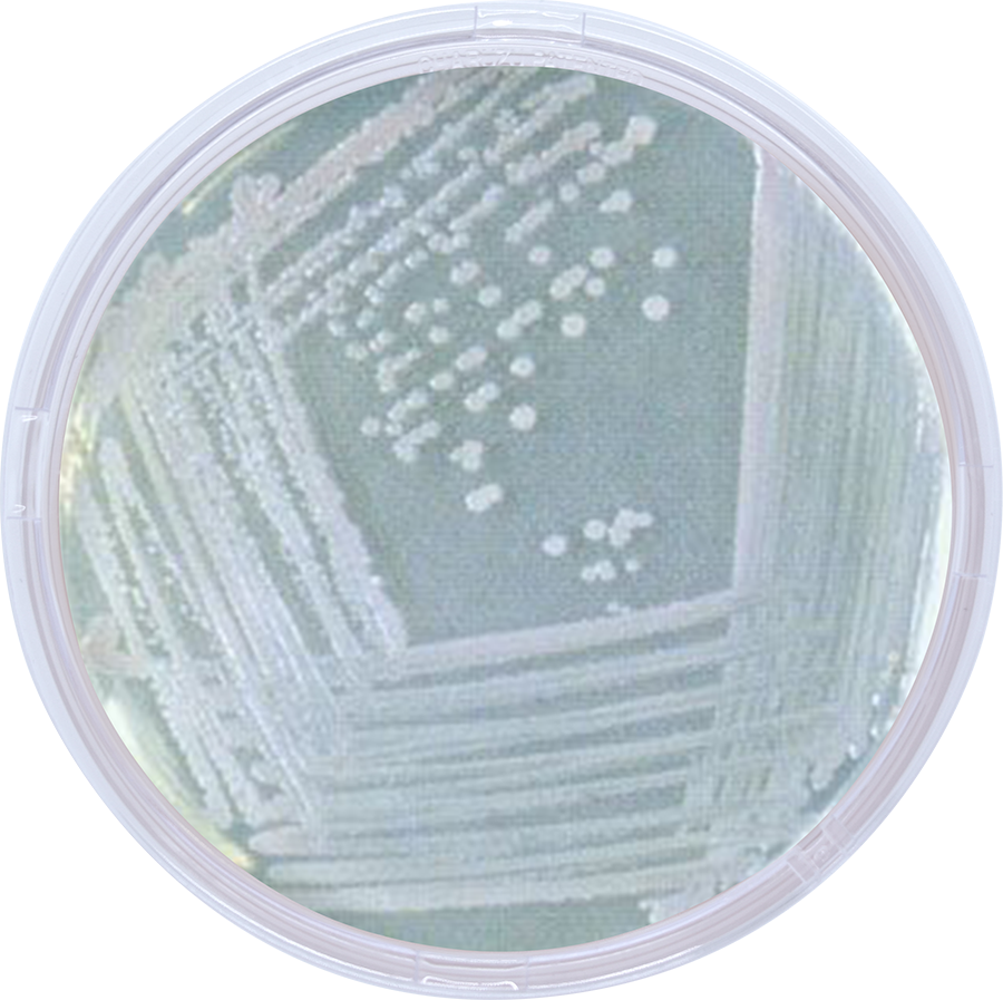 NUTRIENT AGAR | Agarindo Biological Company