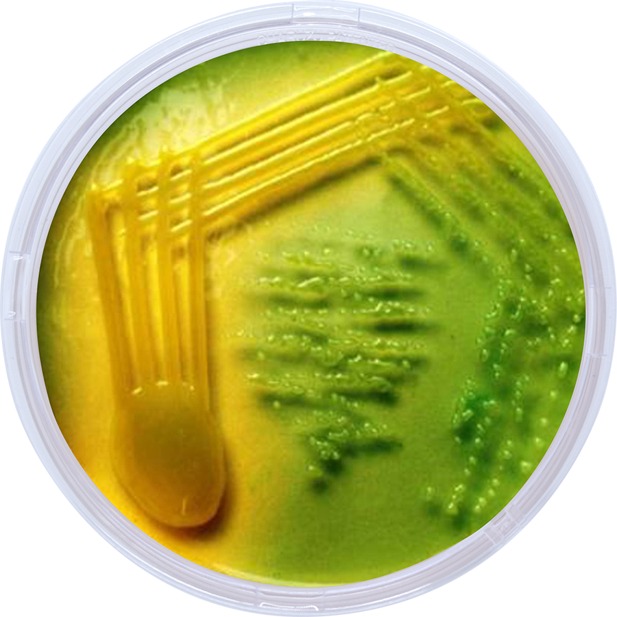 CLED AGAR | Agarindo Biological Company